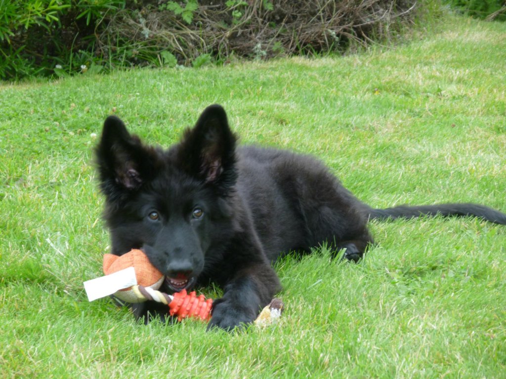Nouvelles Photos Des Chiots Nés Chez Nous Qui Grandissent - Altdeutsche ...