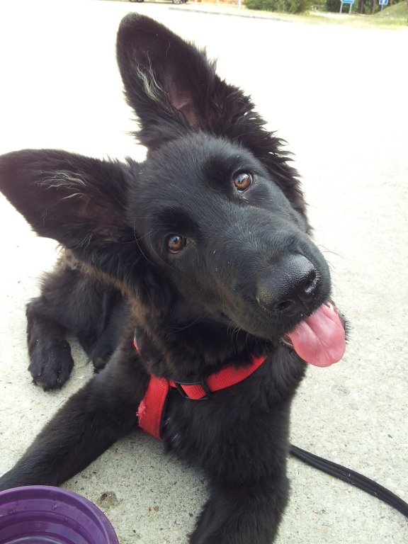Nouvelles photos des chiots nés chez nous - Altdeutsche Schaferhunde ...