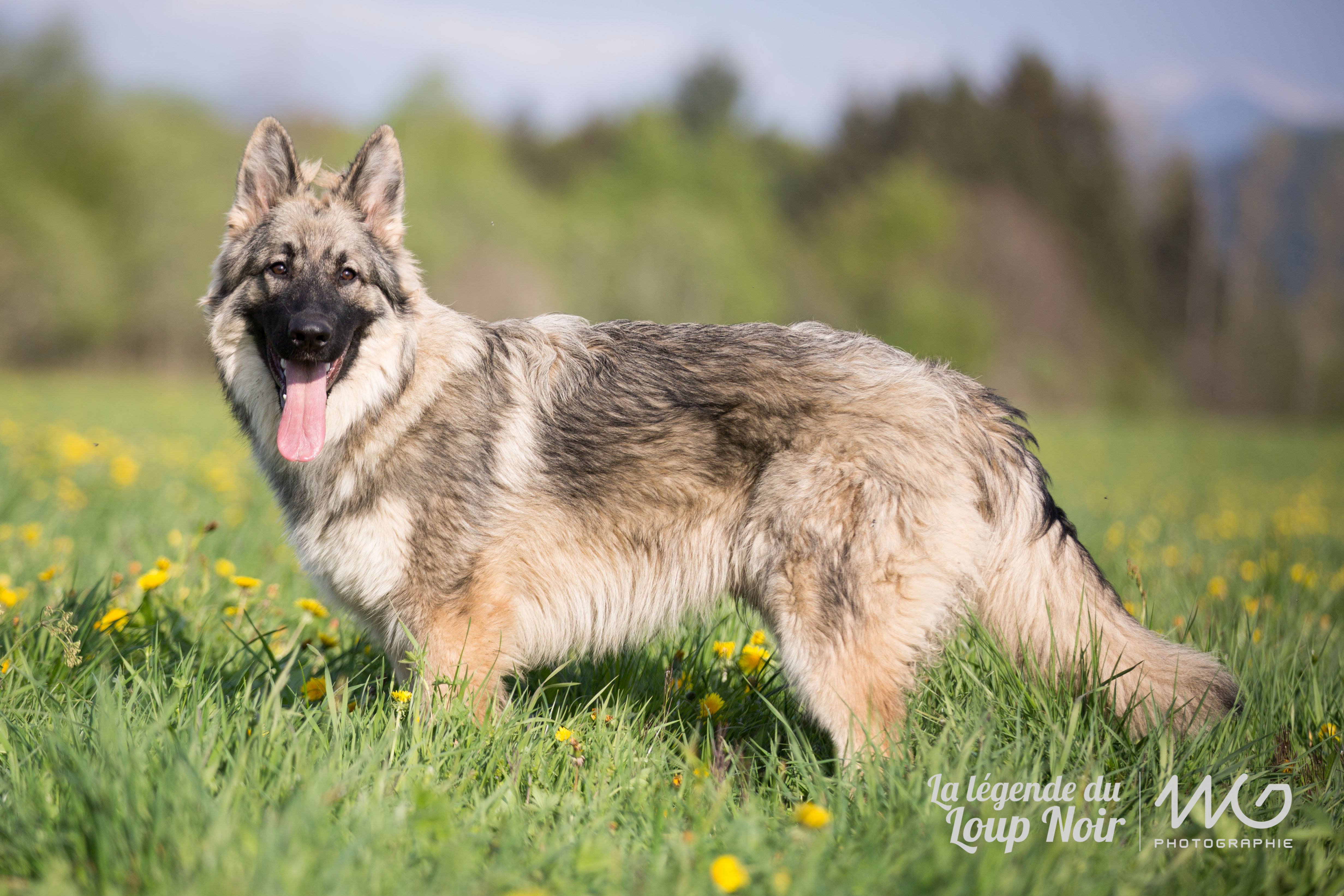 Nayan - Altdeutsche Schaferhunde - Berger Allemand poil long