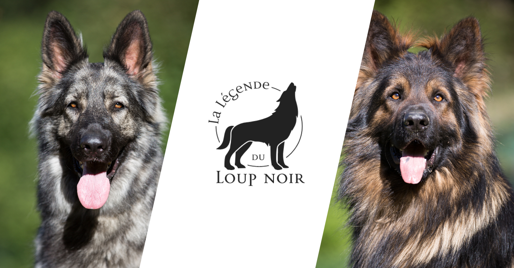 Nouvelle vidéo des chiots de Scya ! - Altdeutsche Schaferhunde - Berger ...